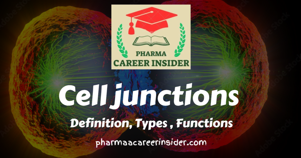 Cell Junctions Definition Types Functions