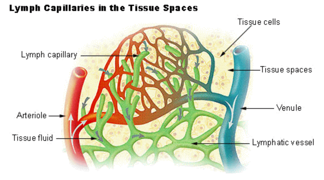 Lymphatic Vessels: Definition, Structure, Functions - Pharmacareerinsider