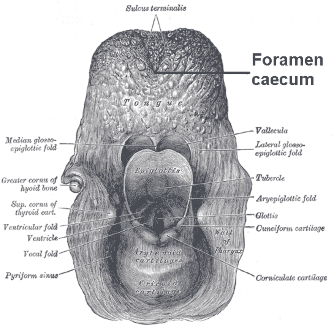 Tongue: Structure and Functions - Pharmacareerinsider