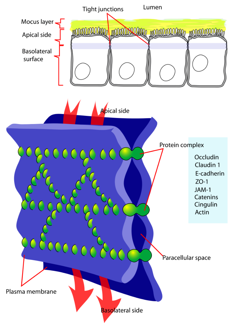 Cell junctions : Definition, Types , Functions - Pharmacareerinsider