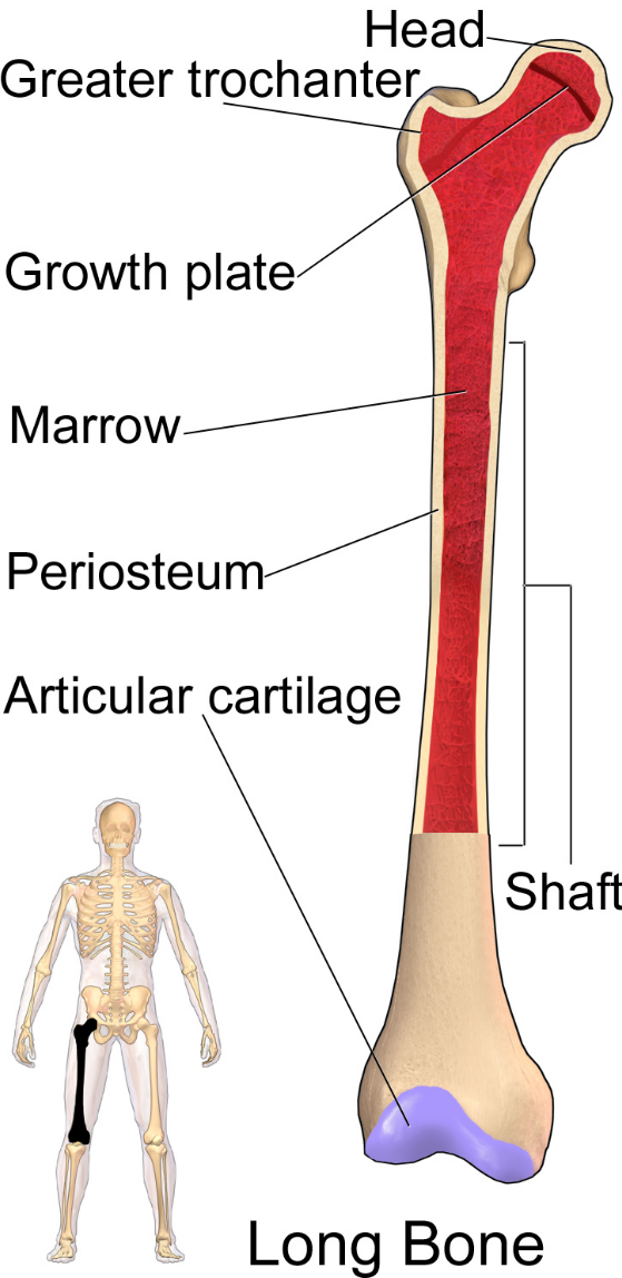 Bones: Definition, Types, Location, Functions - Pharmacareerinsider